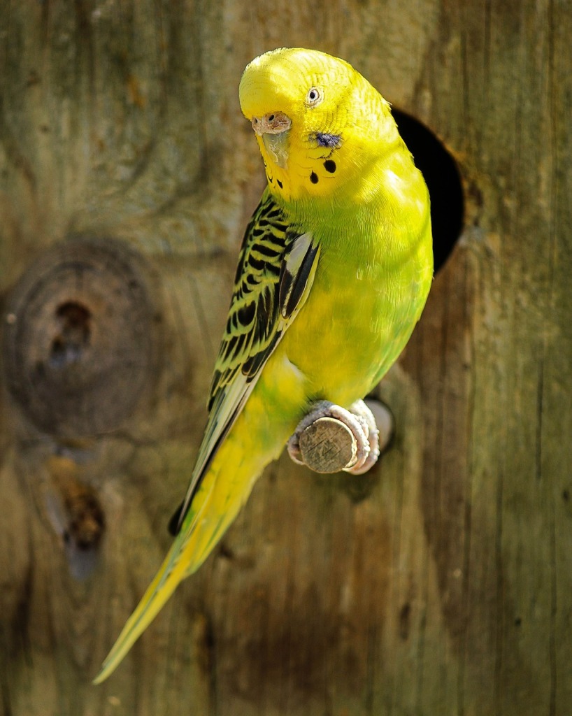 How to Avoid Metal Poisoning in Birds